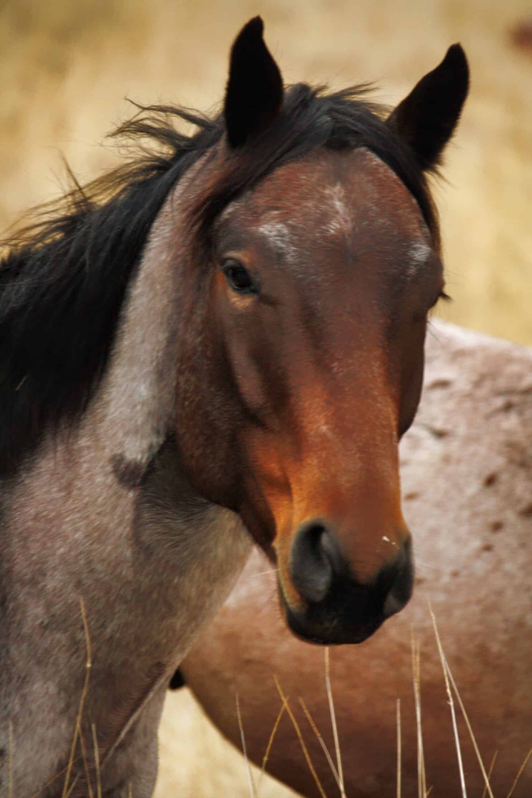 11 Things You Must Know About Chad Davis - Carmen Peone